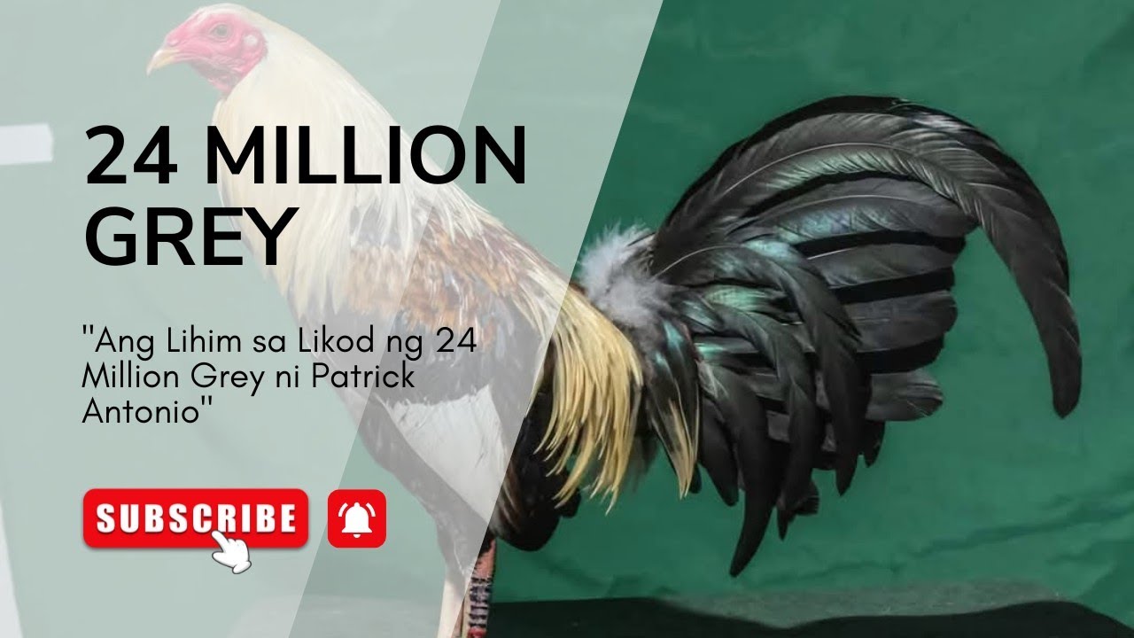 Ang 24 Million Grey ni Patrick Antonio: Ang Pinakamahal na Gamefowl sa ...