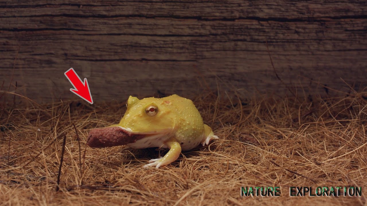 Beware of horned frogs eating so much that their bellies become bloated ...