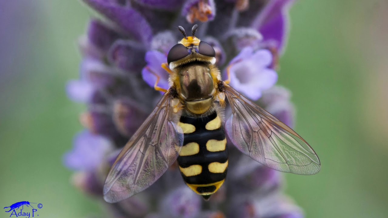 Adaptaciones Morfológicas en los animales 😃. - YouTube