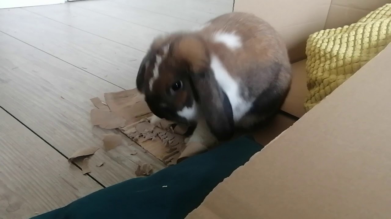 Bunny destroying cardboard box - YouTube