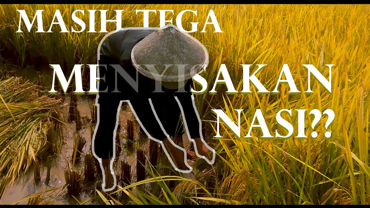Proses Panen Padi dari Sawah sampai Jadi Biji Padi, Tradisional (Desa ...