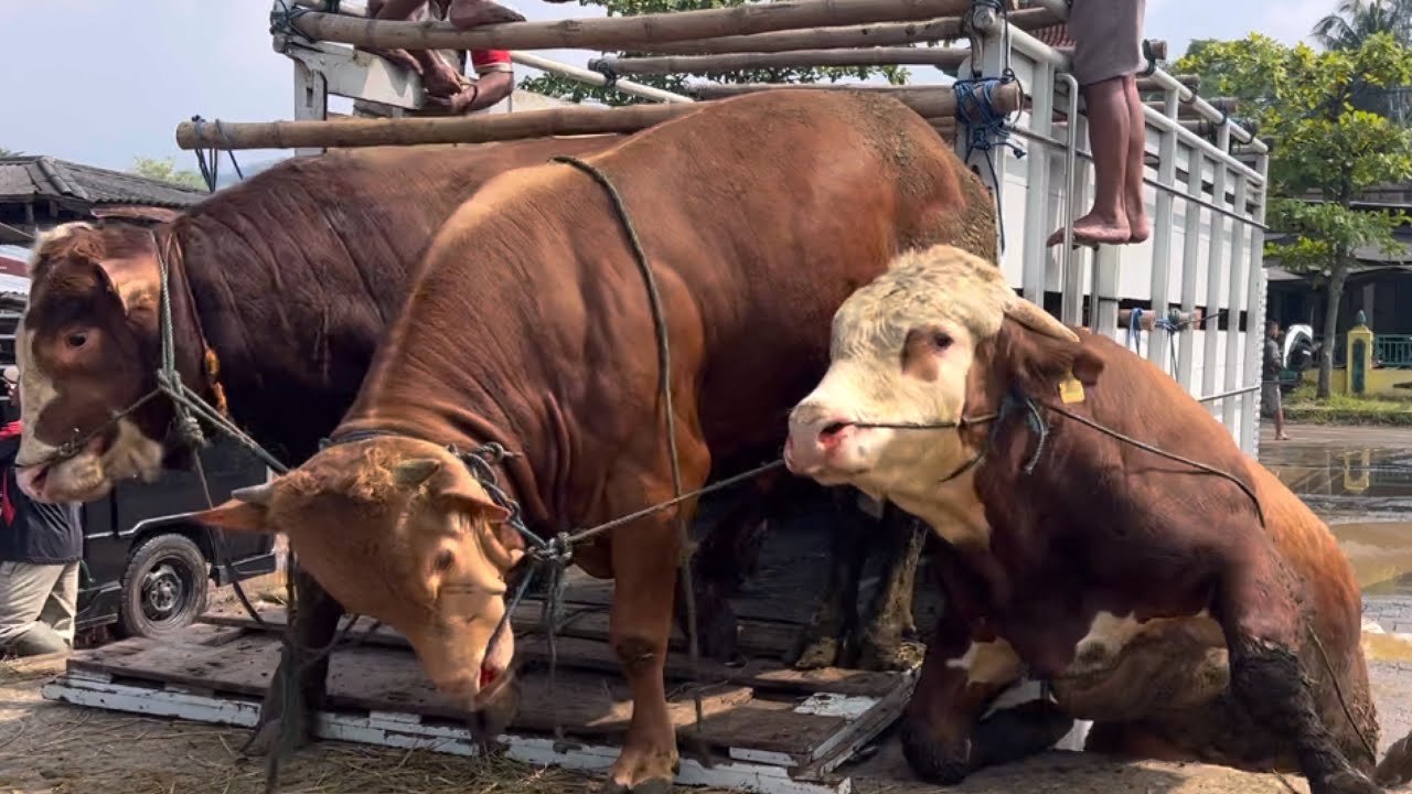 PROSES MUAT SAPI MONSTER NGAMUK NAIK TRUK OLENG BIKIN PAWANG EMOSI‼️🔥🔥🔥 ...