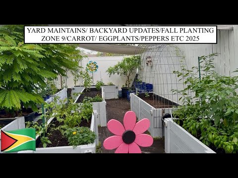 YARD MAINTAINS/ BACKYARD UPDATES/FALL PLANTING ZONE 9/CARROT/ EGGPLANTS ...