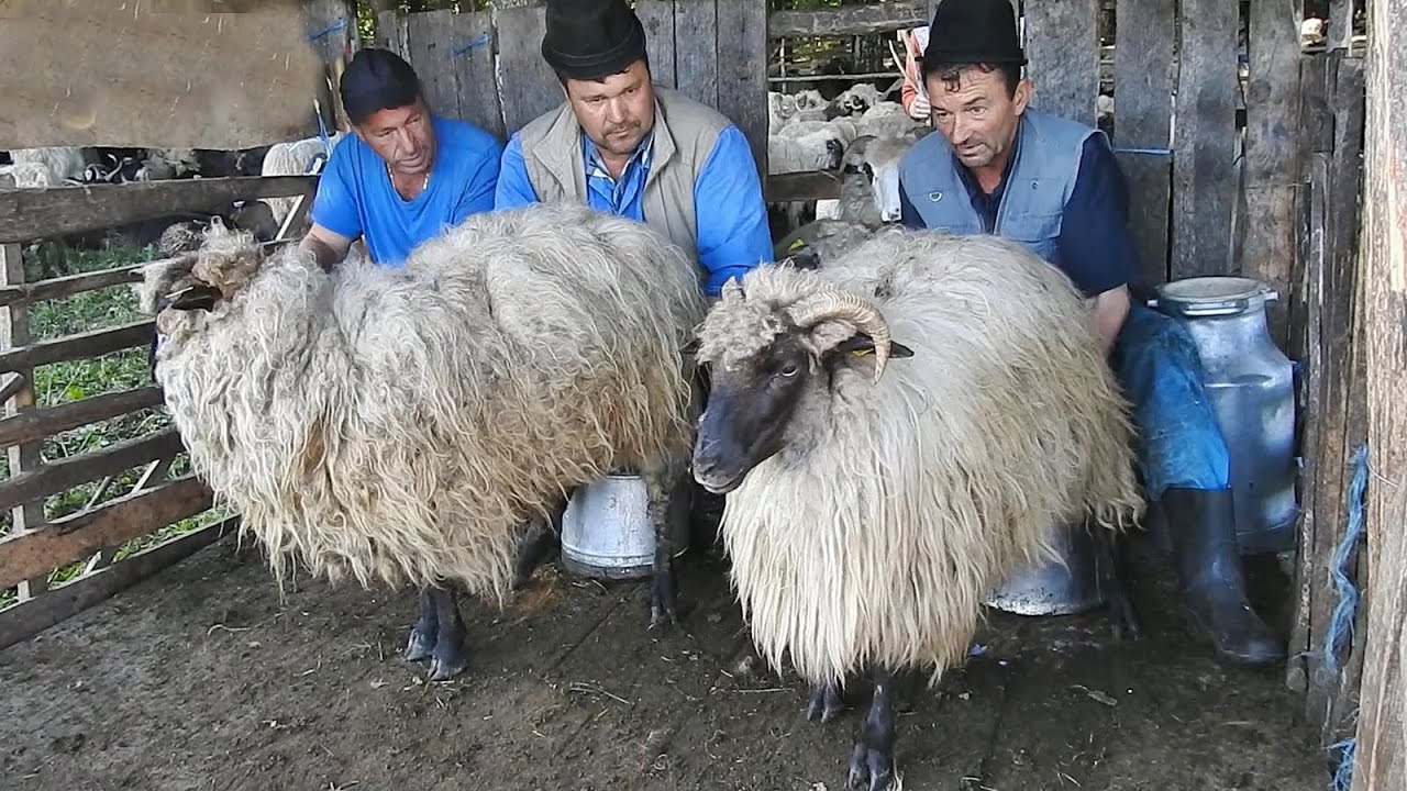 OILE TURCANE SUNT PREFERATELE CIOBANULUI MARIN CHIOJDEANU.NE EXPLICA DE ...