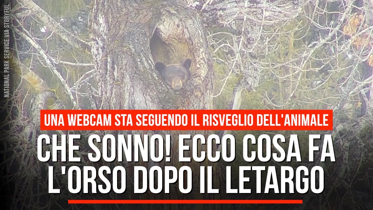 Che sonno! Ecco cosa fa l'orso dopo il letargo - YouTube