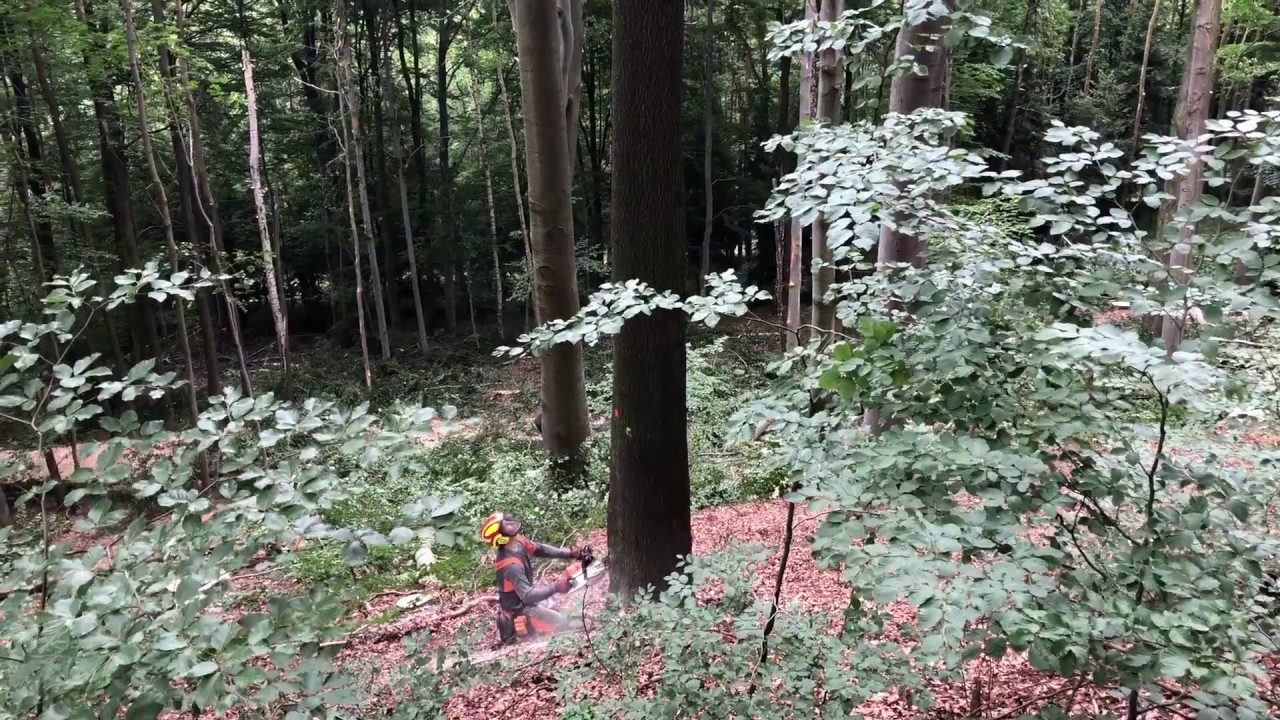 Work in Czech forest- logging beech tree - YouTube