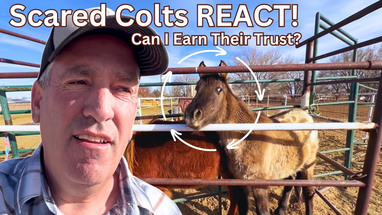 Neglected Colts Have NEVER Been Handled...Now it's My Turn! - YouTube