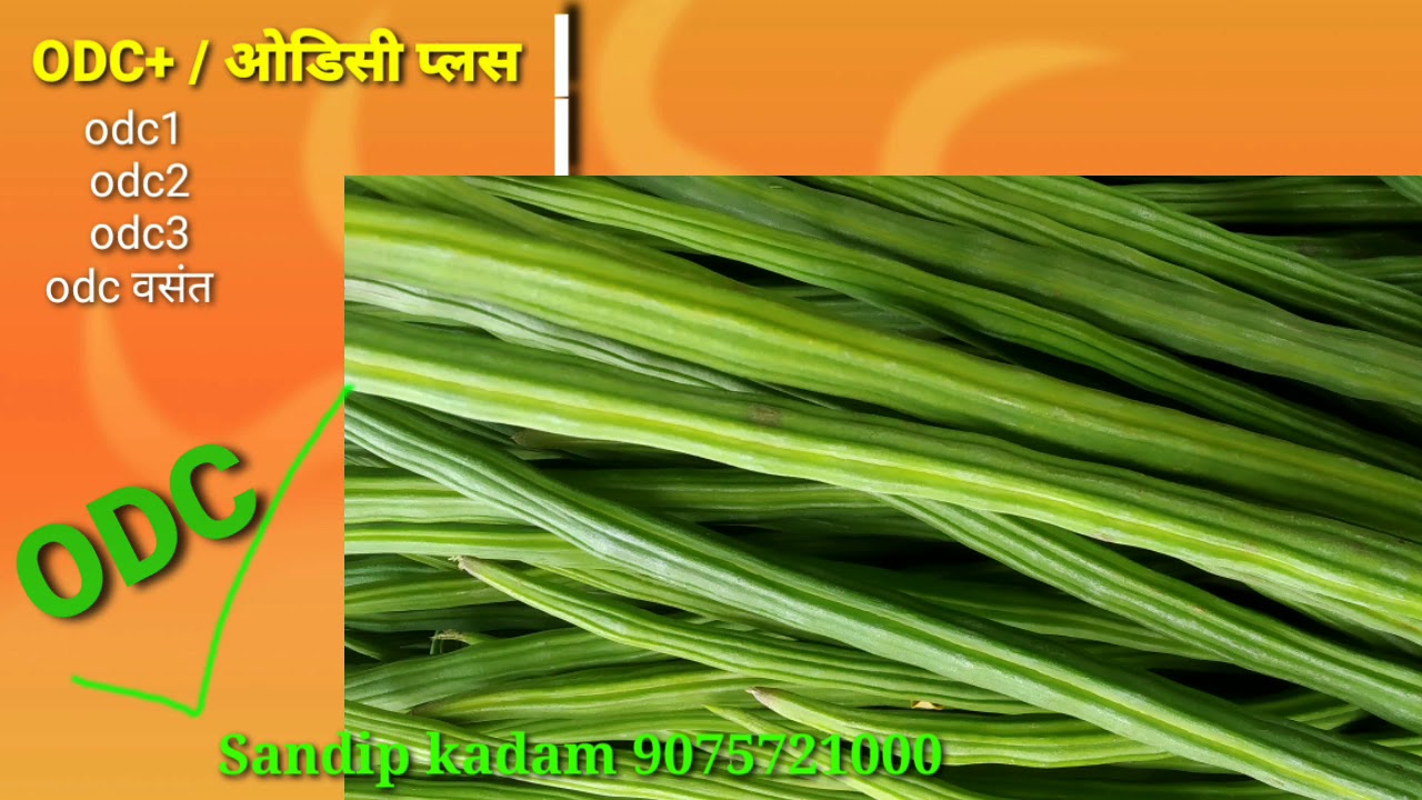 Saragwa bij, drumastik beej,शेवगा बियाणे, sahajan बीज मे हो रहा धोका ...