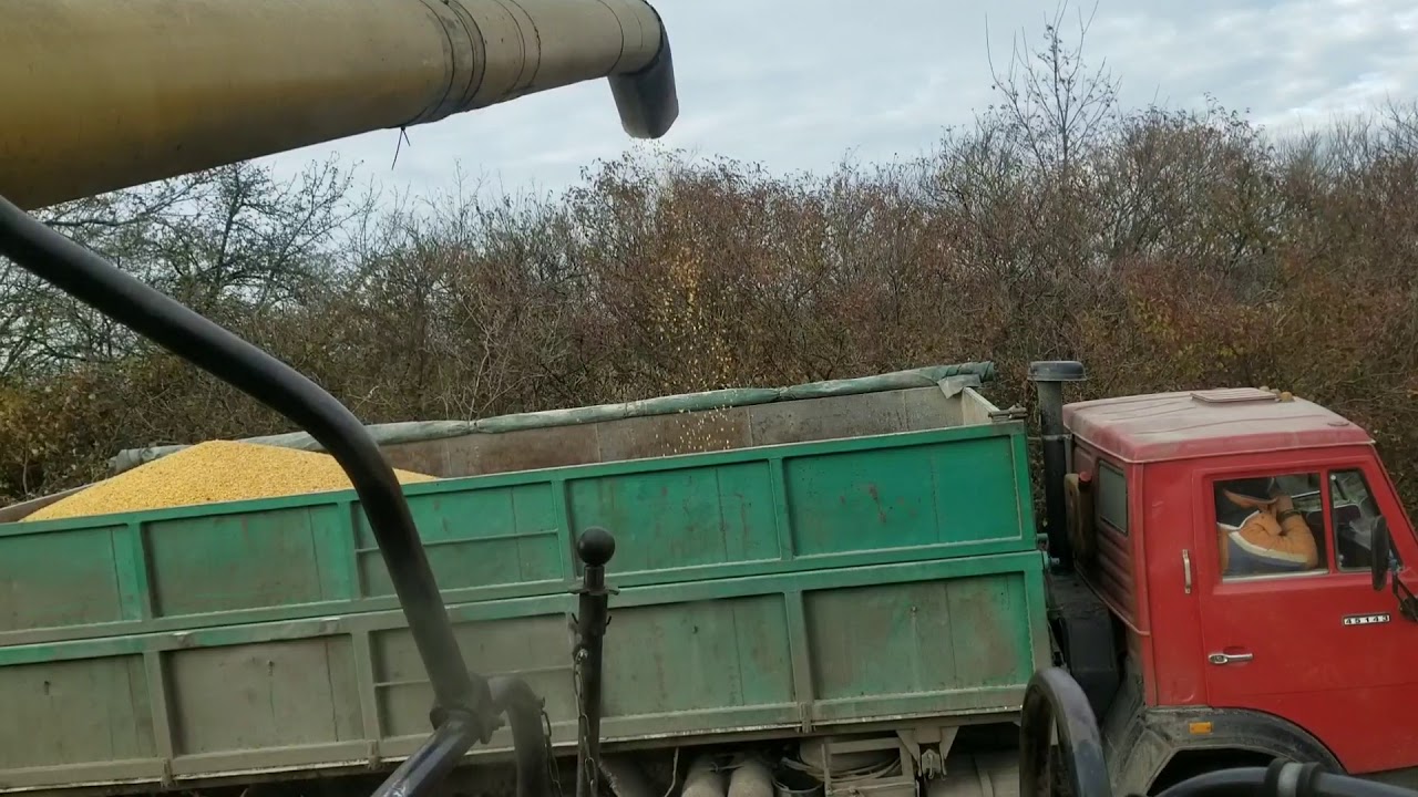 Комбайнування кукурудзи ДК315. CAT Lexion 470. - YouTube