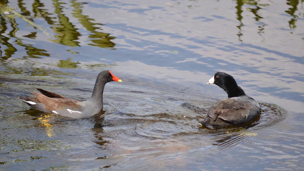 Coot Bird Sound | Coot Bird Call - YouTube