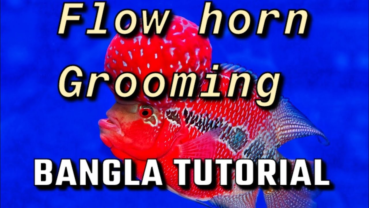 How to Grooming Flower Horn Bangla Tutorial||ফ্লাওয়ার হর্ণ Grooming ...