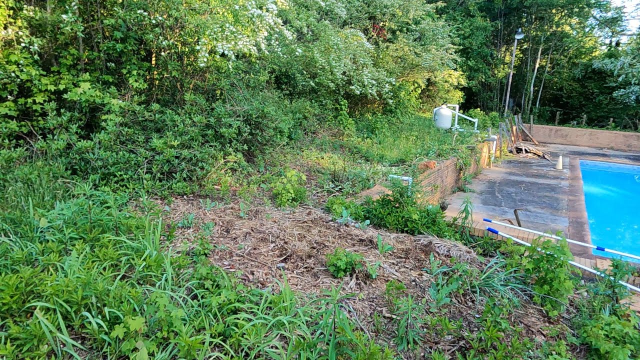 NEGLECTED backyard gets a HUGE makeover with Upstate Brush Control ...