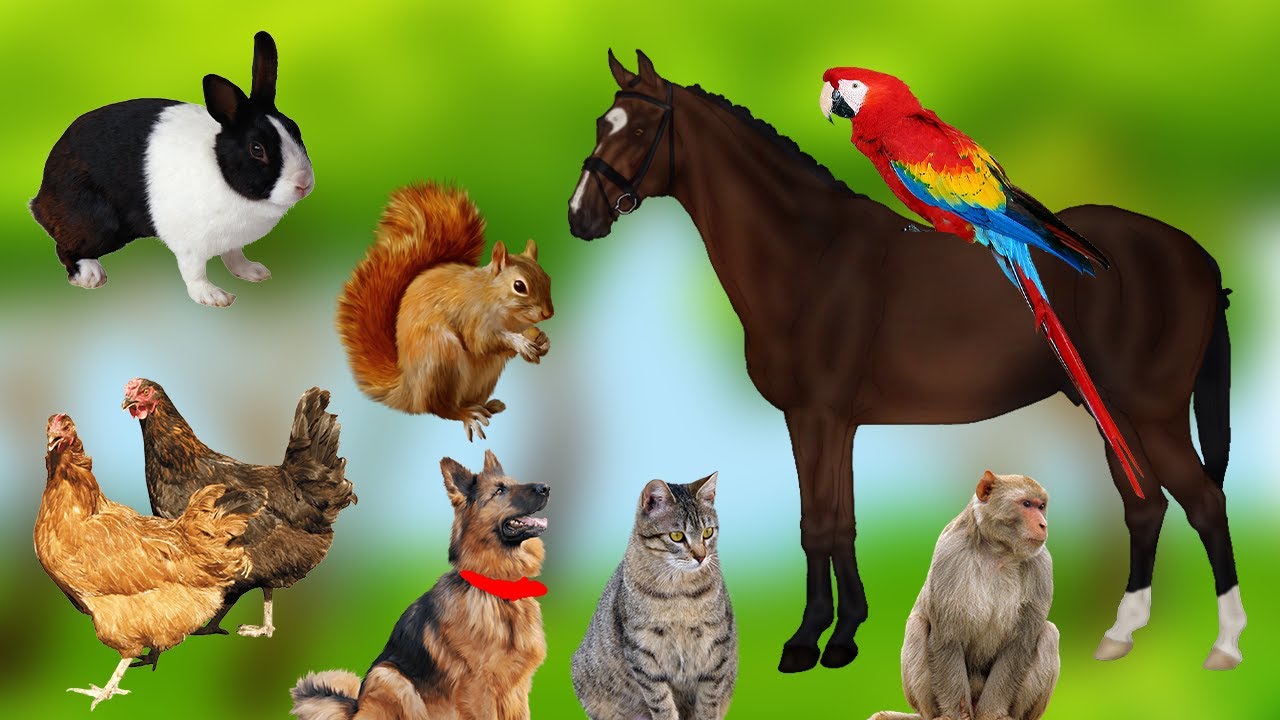 Cute little pet animals Dog, cat, chicken, elephant, cow, puppy, rabbit ...