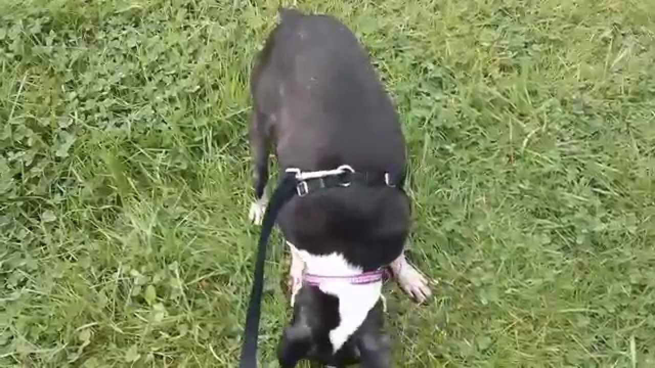 Boston Terrier Spring Rolling in the Grass - YouTube