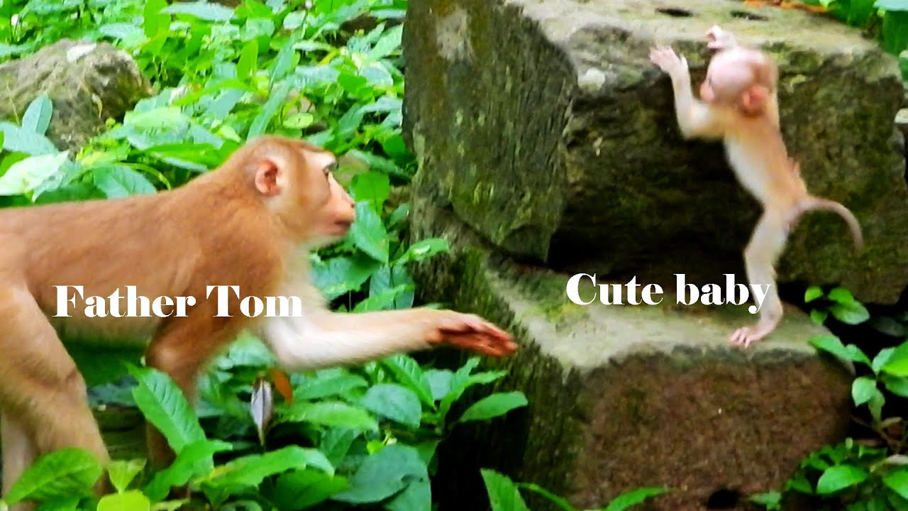Amazing! Rare to see Father monkey care and protect baby Lucy like this ...