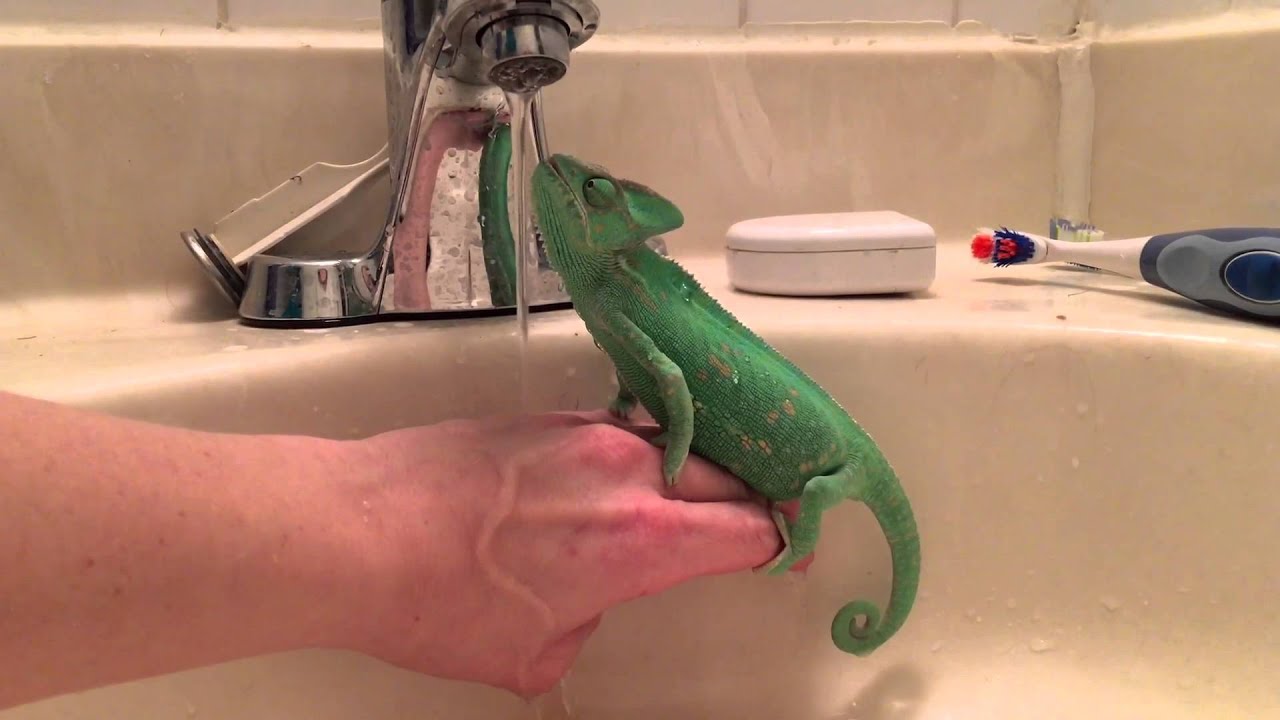Indica; my veiled chameleon drinking from the sink - YouTube