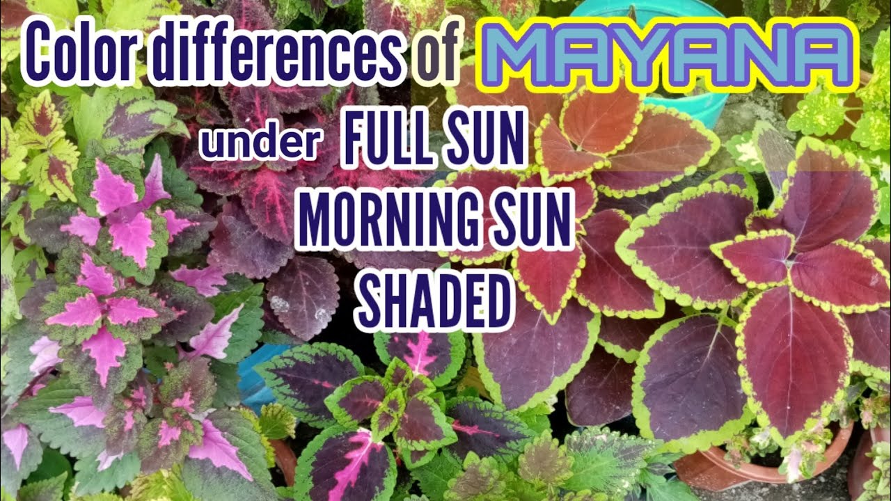 Colors of mayana under full sun, morning sun and shaded /mayana care ...