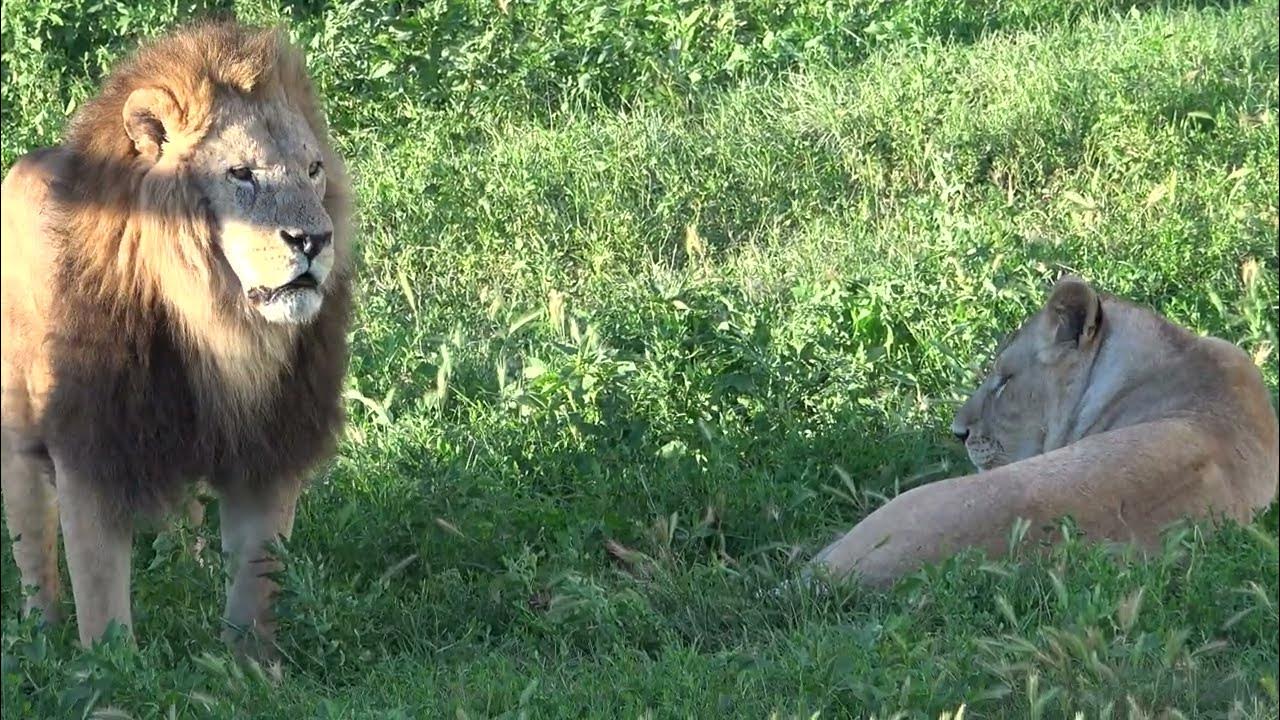 Лев ЗАИГРЫВАЕТ с львицей, а ей все равно! ️🦁🐆🐾🌾😄 - YouTube