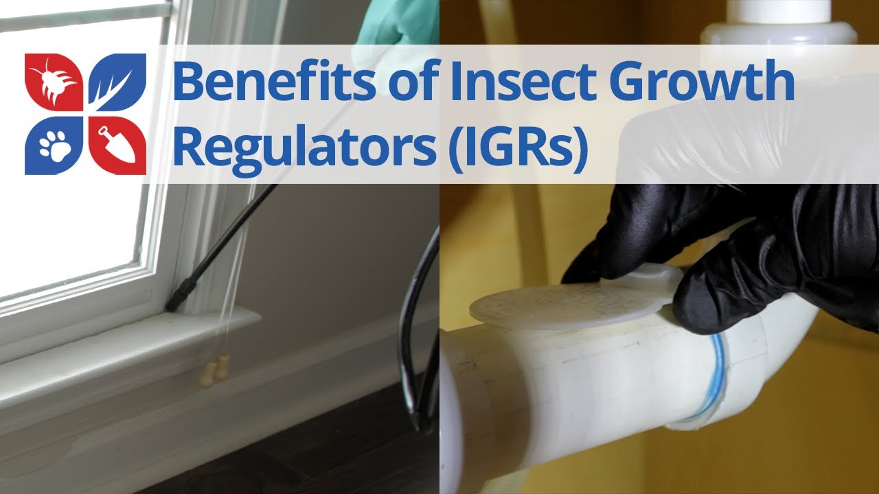 Benefits of Using Insect Growth Regulators | DoMyOwn.com - YouTube