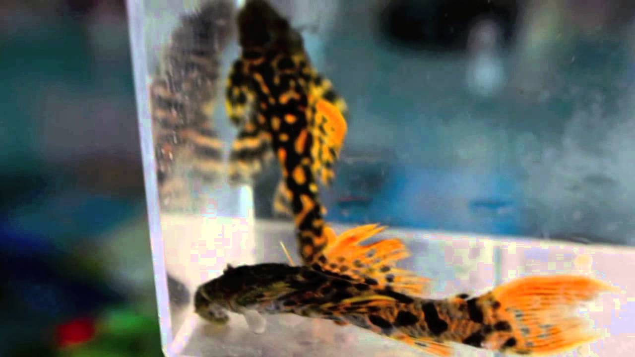 L273 Red Titanic Pleco - YouTube