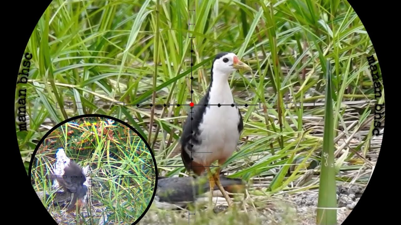 🔴MANGAMBUUNG BUBURAK|BIRD WAK WAK HUNTING - YouTube