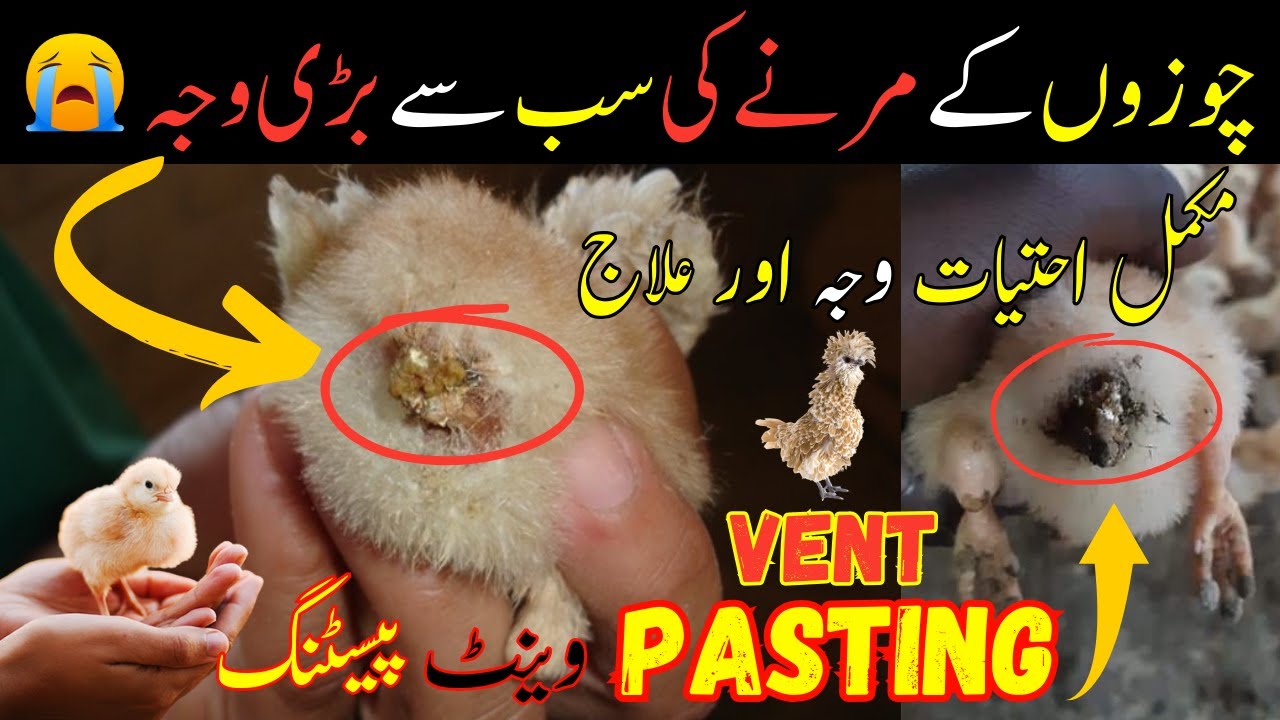 Vent Pasting in Chicks, Causes | Prevention | Treatment Chicks Care and ...