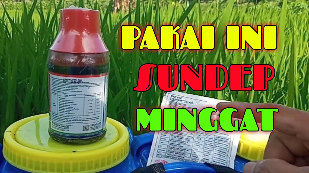 CARA MENGATASI HAMA SUNDEP-Hama padi - YouTube