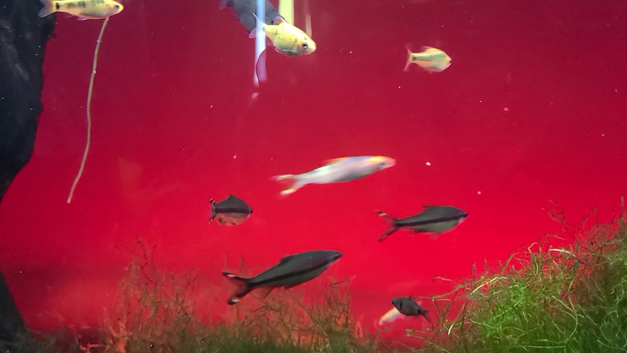 Young Gold Denison Barbs - YouTube