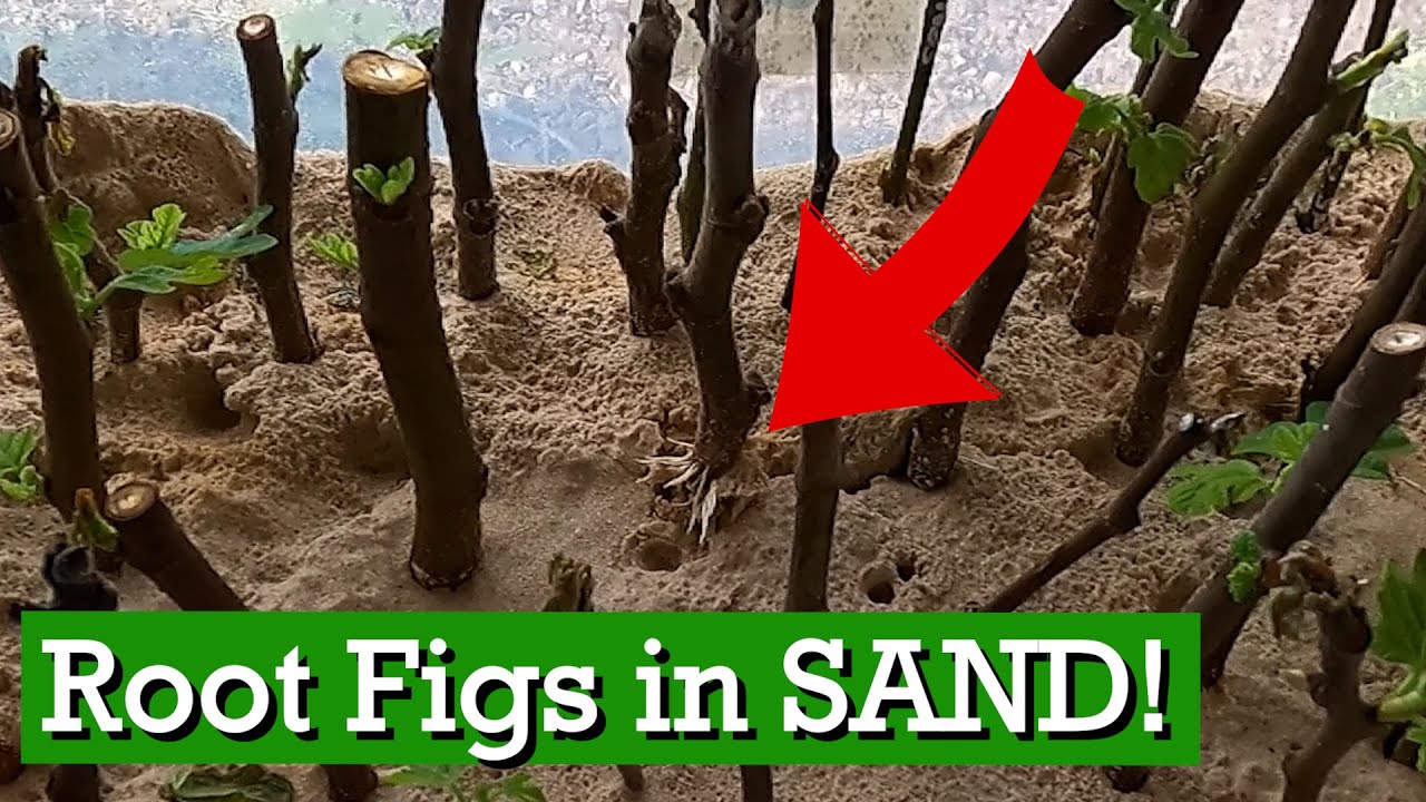 2 Successful EASY Fig Tree Rooting Method using ONLY Sand & Water - YouTube