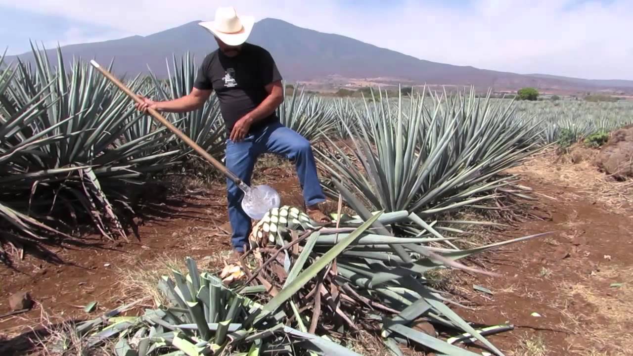 El jimador y el agave - YouTube