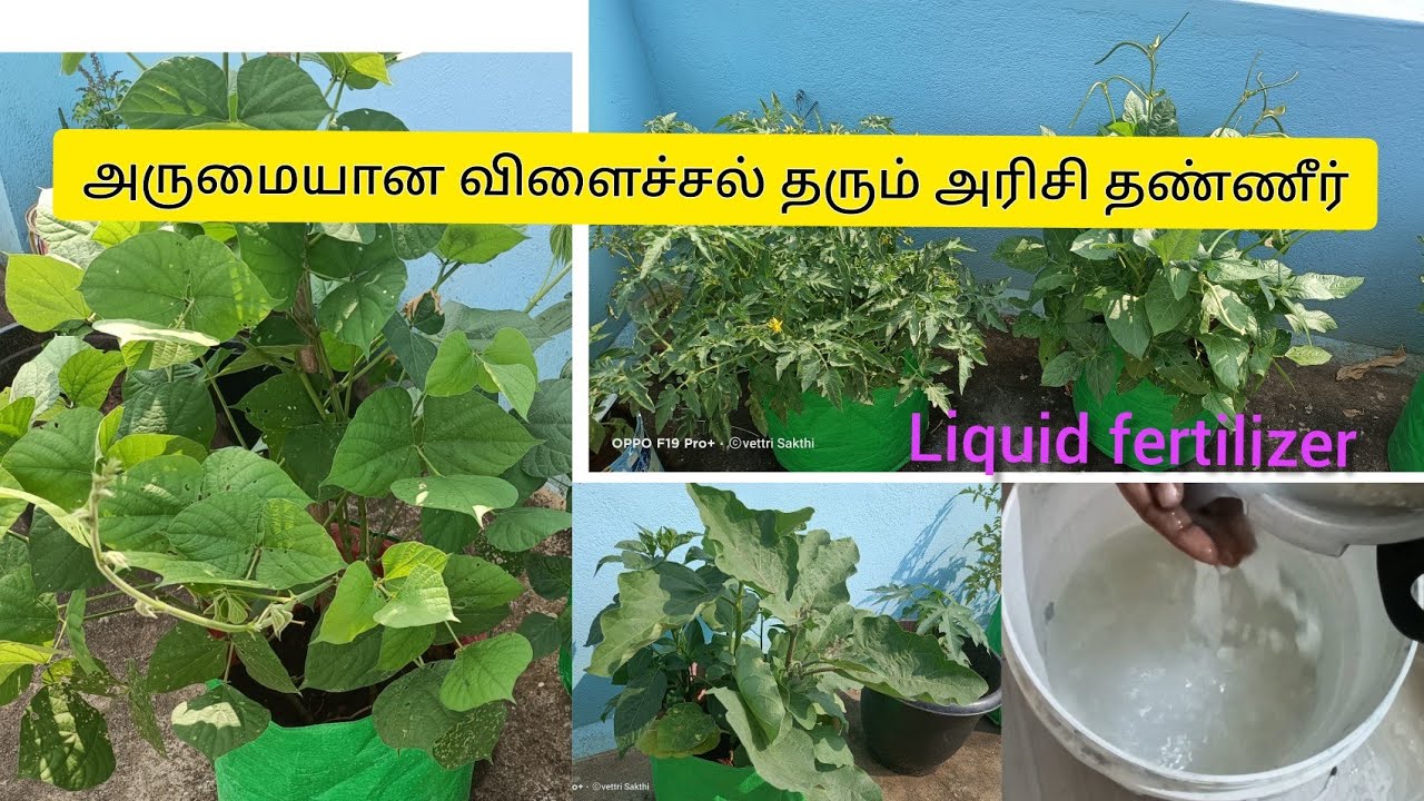 Rice water (starch water) எப்படி தயாரிப்பது , natural fertilizer at ...