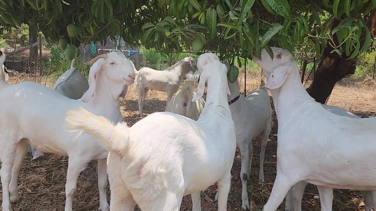 Bade Heavy Khubsurat White Goats At Ayan Goat Farm Bhiwandi - YouTube