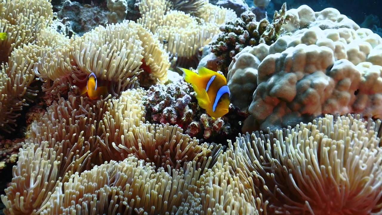 Optical Ocean Sales Red Sea Photo Expedition - YouTube