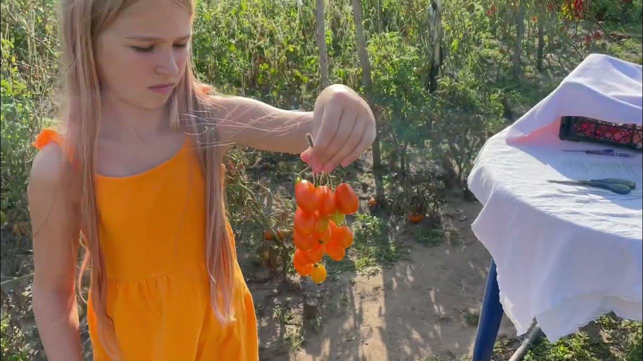 Томат ОРАНЖЕВЫЙ ФОНТАН - YouTube