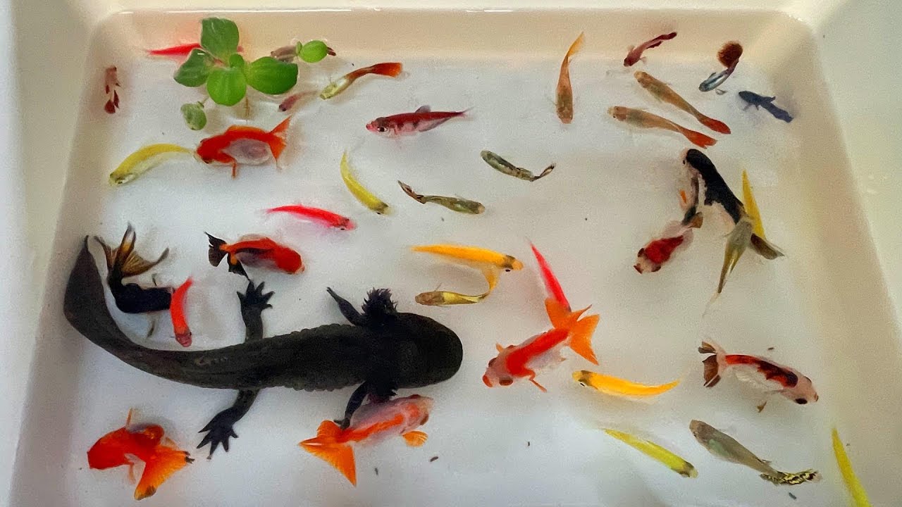 Most Amazing Catch Colorful Axolotl, Betta, turtle, Radtang, Betta ...