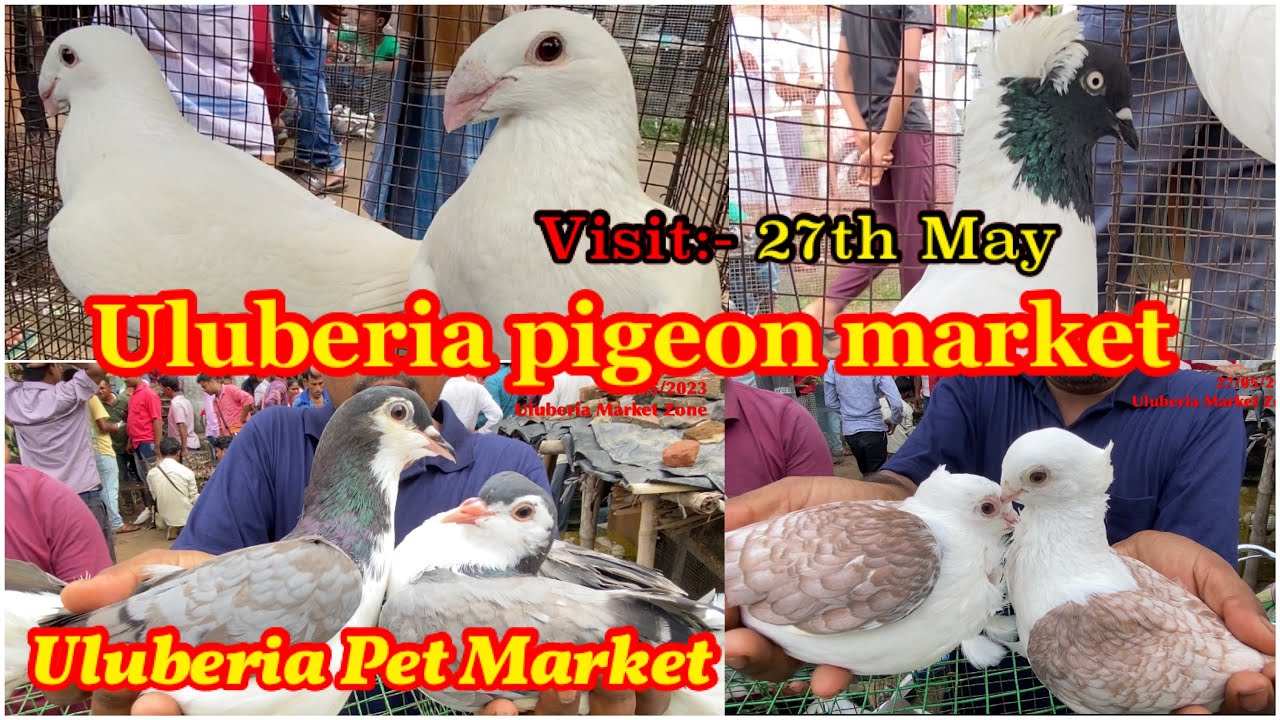 Uluberia Pet Market Uluberia pigeon Market 27th may price update. # ...
