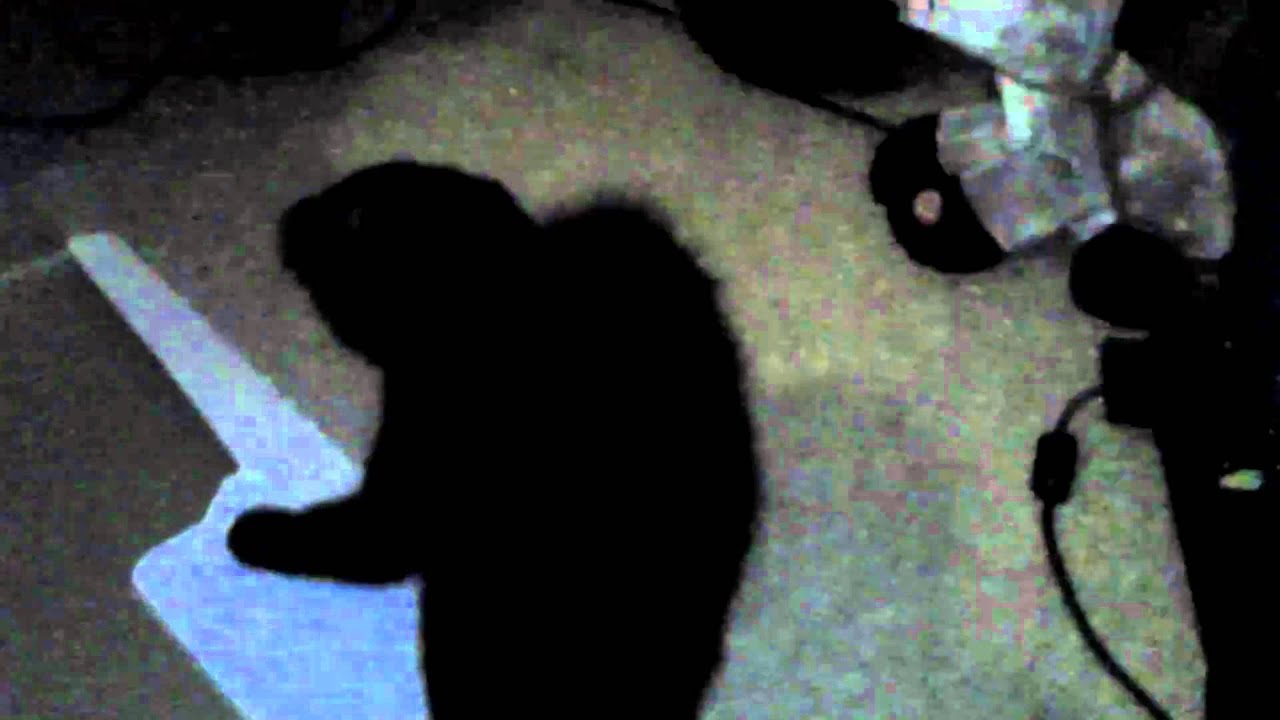 kitten scared of grudge noise HD - YouTube