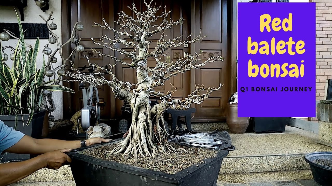 HOW TO MAKE RED BALETE BONSAI - YouTube
