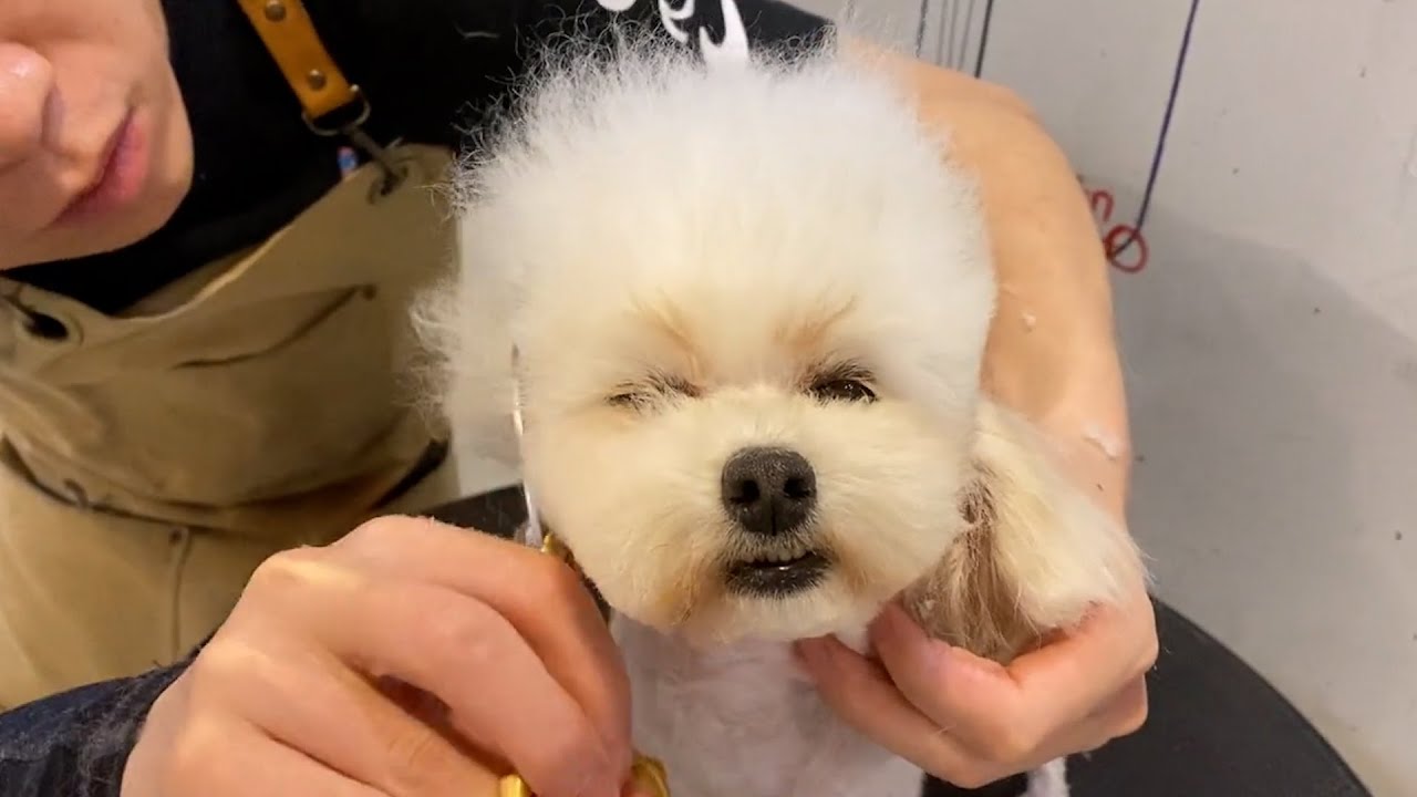 This Messy Puppy Becomes a Fluffy Cloud in 3 Minutes! - YouTube