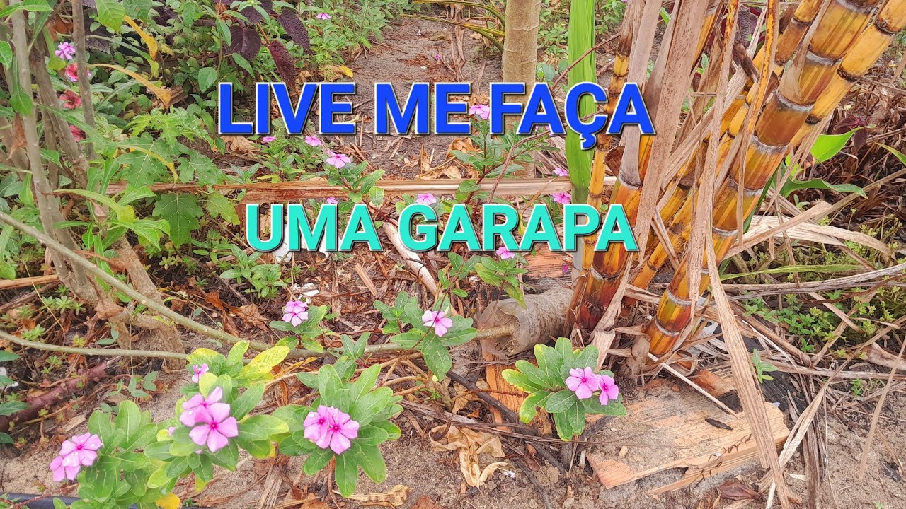 MarlaUm pouco de cada coisa Está ao vivo faca-me UMA GARAPA. Distrito ...