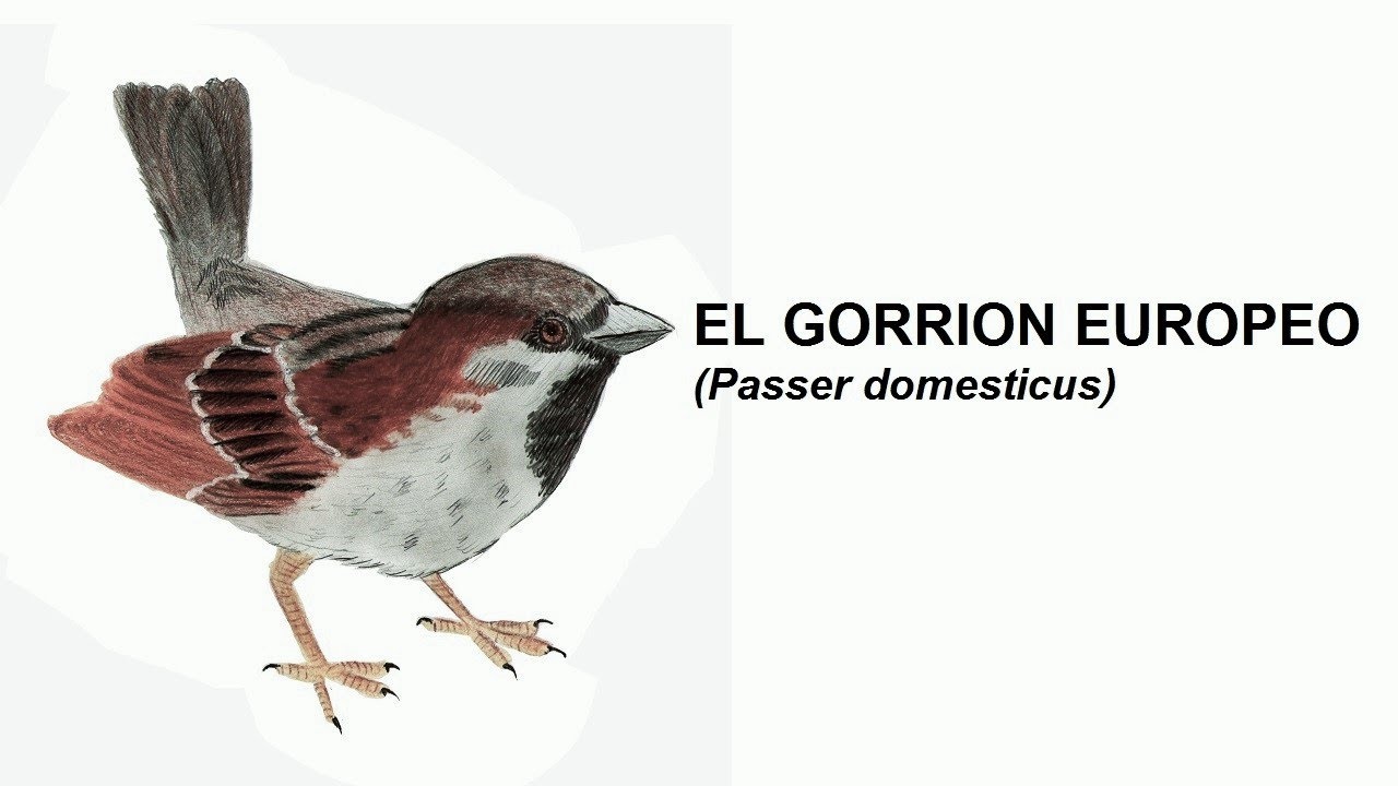 Gorrion Europeo (Passer domesticus) - YouTube