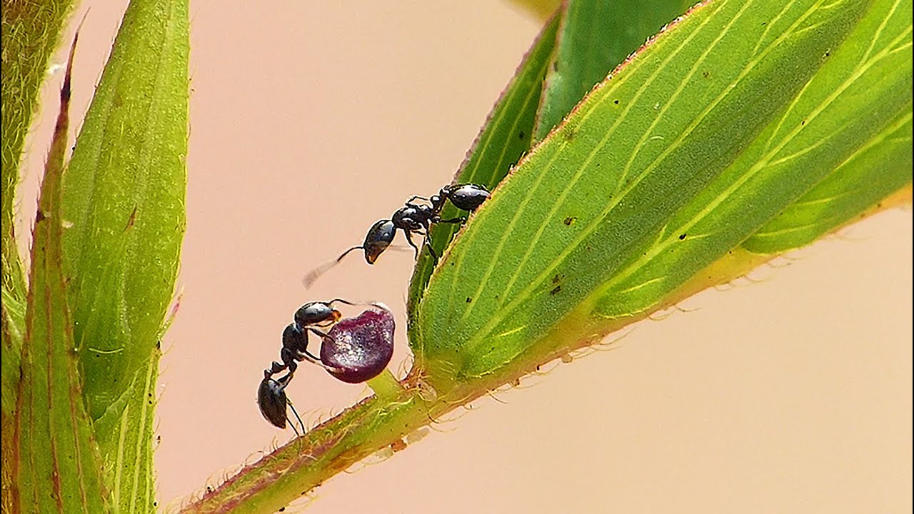 Ants Feeding On The Extrafloral Nectary Of A Partridge Pea Plant - YouTube