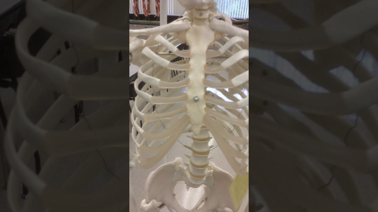 Rib Cage, Clavicle, Scapula Anatomy - YouTube