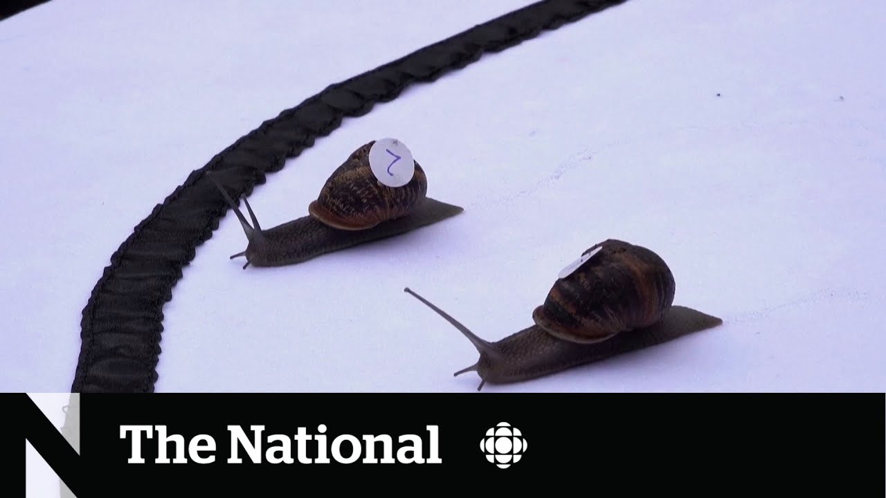 #TheMoment Jeff the Snail was crowned world champion - YouTube