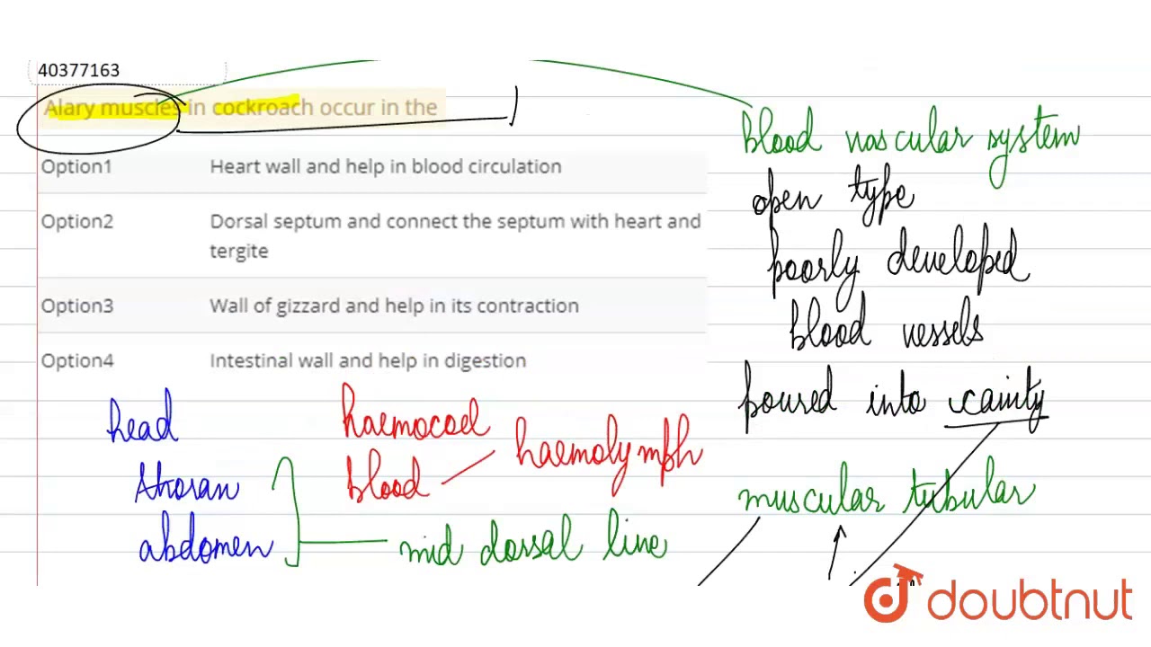 Alary muscles in cockroach occur in the - YouTube