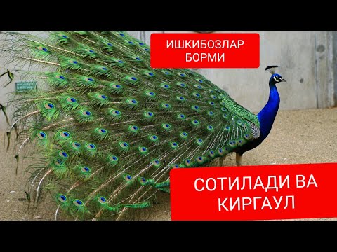 СОТИЛАДИГОН ТОВУС ВА КИРГАУЛ УЙ ШАРОИТИДА БОКИШ