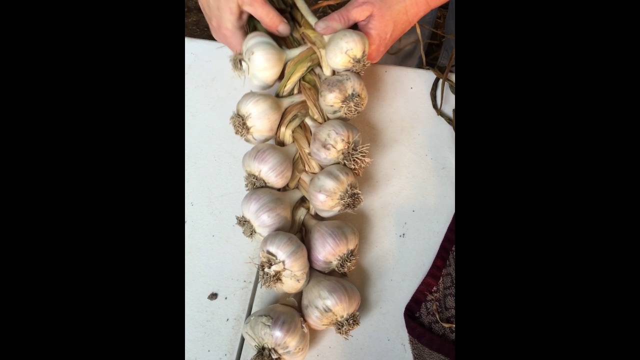 Garlic braiding - YouTube