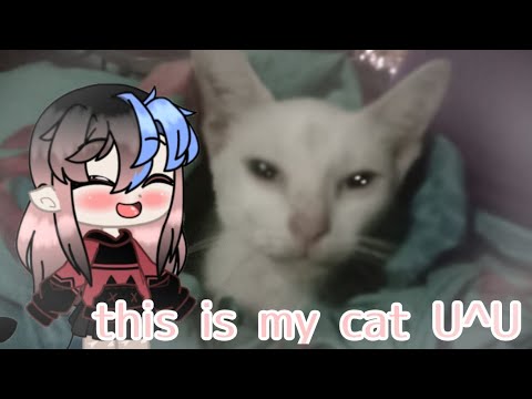 This is my cat qwq(random video&read le desc. down below) - YouTube