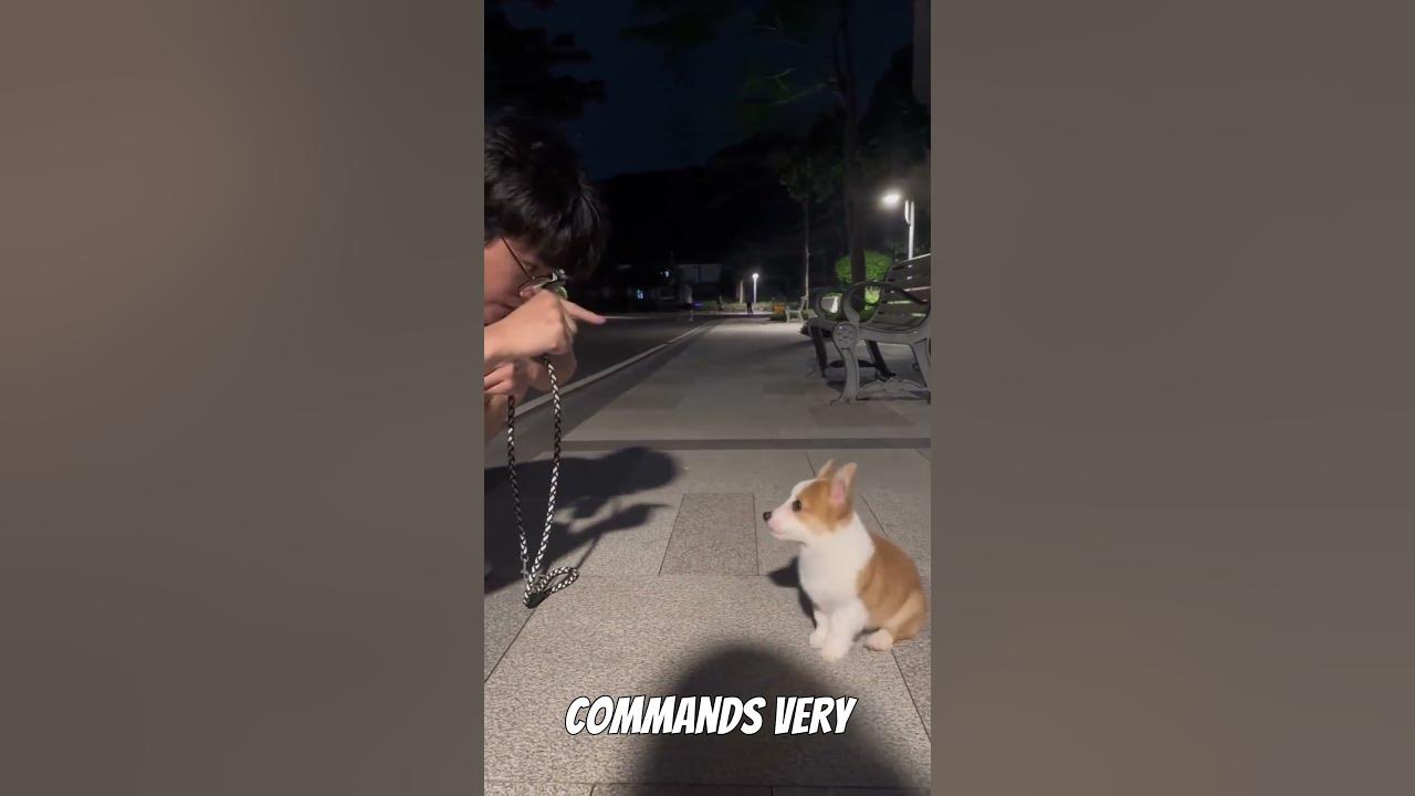 Cute Corgi Pup (@fengxinyue11890) - YouTube