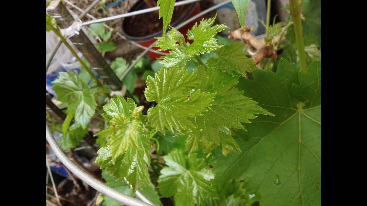 Grape vine in Container Update 1 (18 inch pot) - YouTube